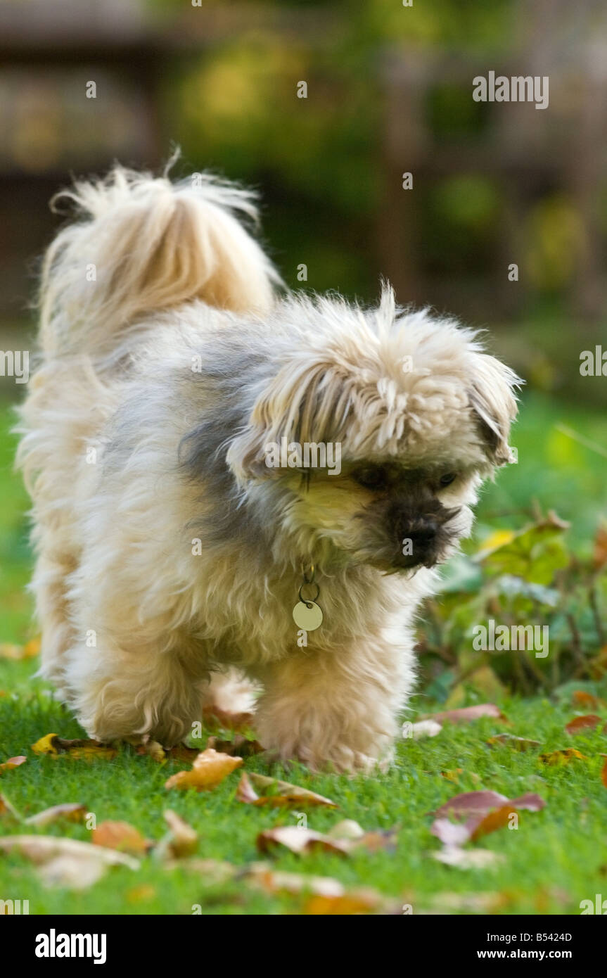 Old Lhasa Apso dog Stock Photo - Alamy