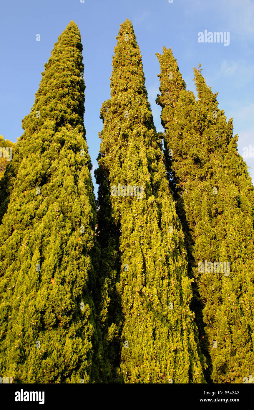 Cypress trees Dalmatia Croatia Stock Photo - Alamy