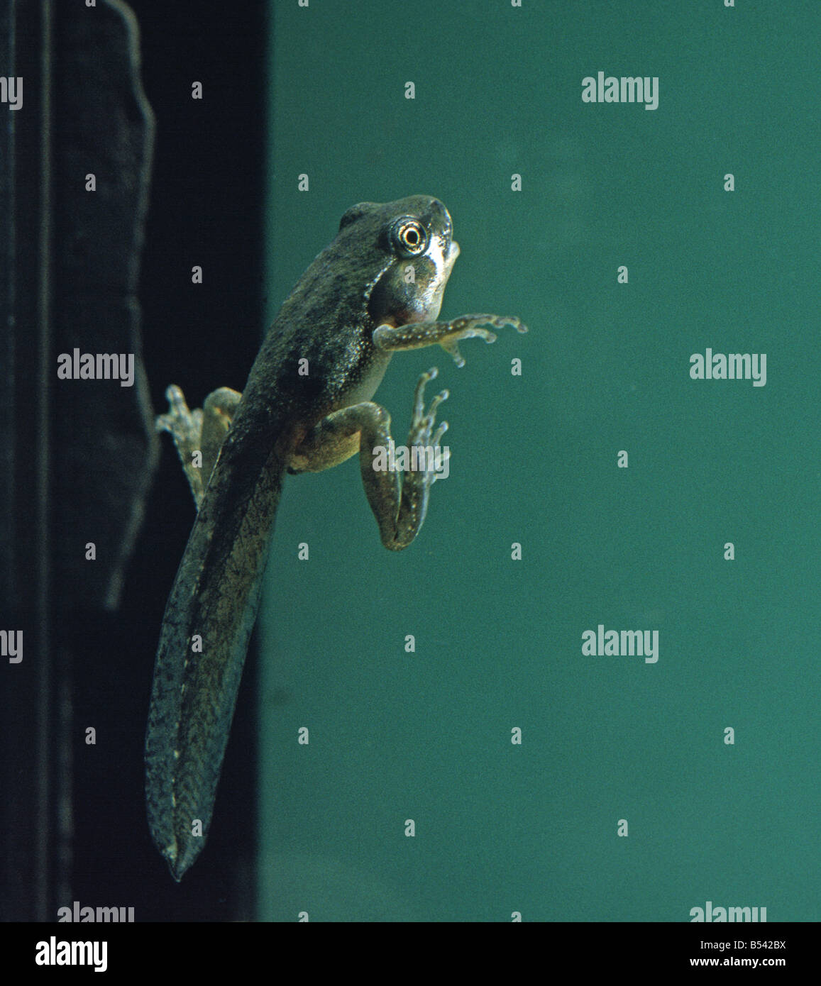 Pacific tree frog tadpole hi-res stock photography and images - Alamy