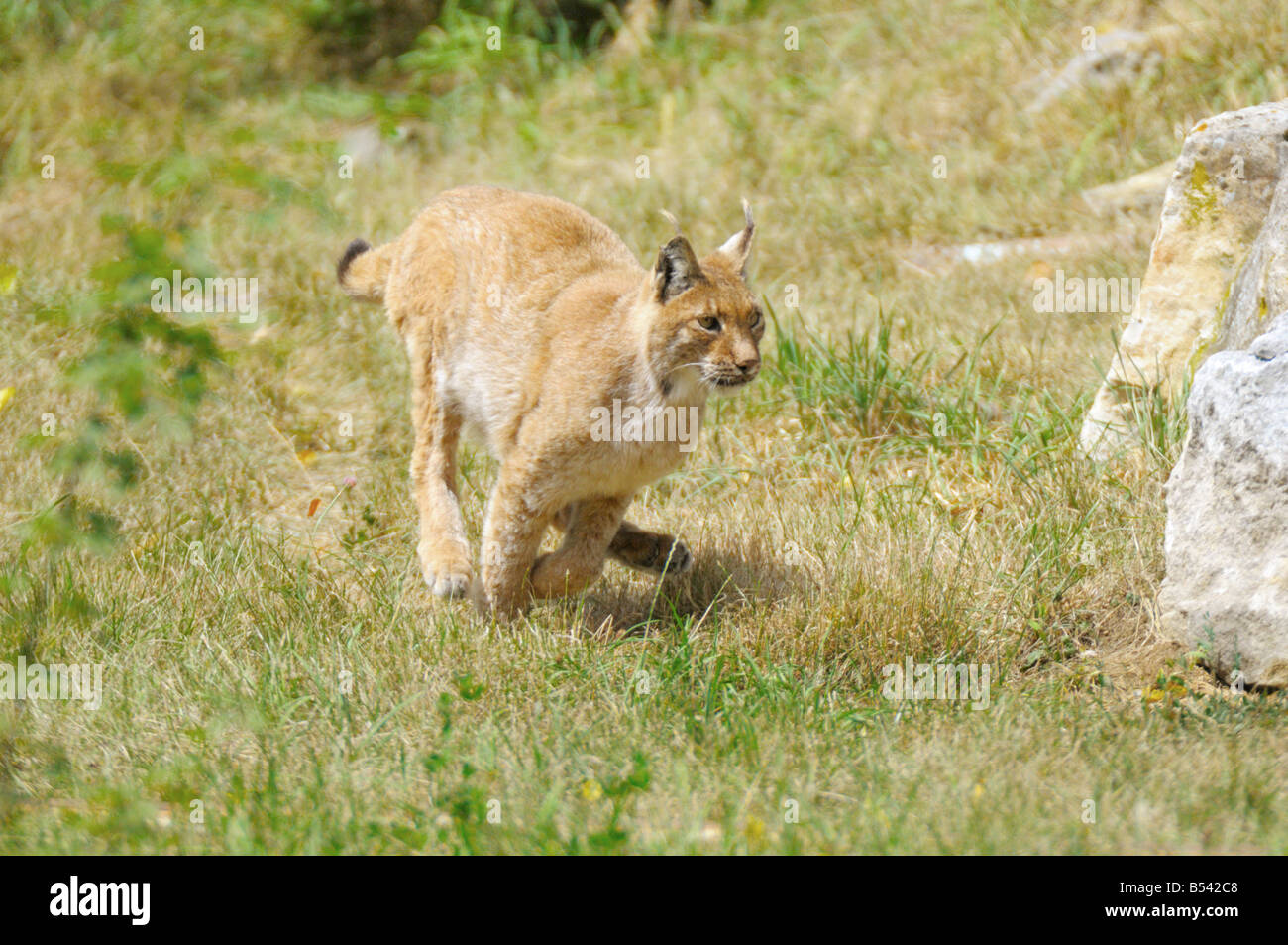Lynx - running on meadow / Lynx lynx Stock Photo - Alamy