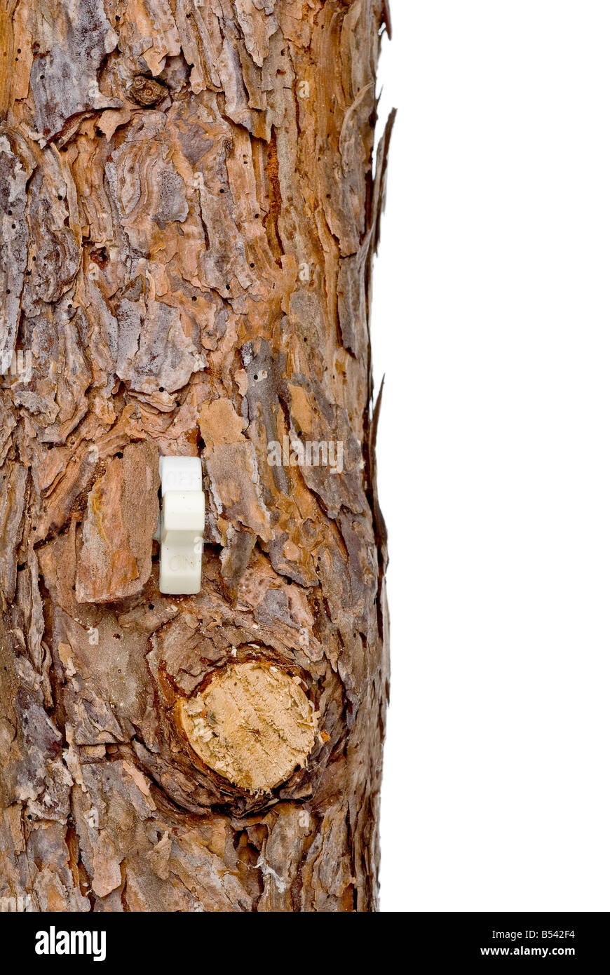 Lightswitch in a tree trunk Stock Photo - Alamy