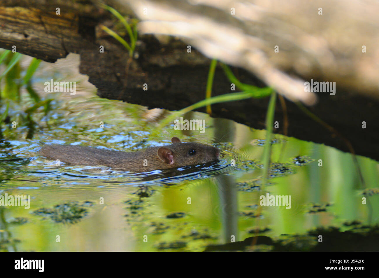 Rat swimming hi-res stock photography and images - Alamy