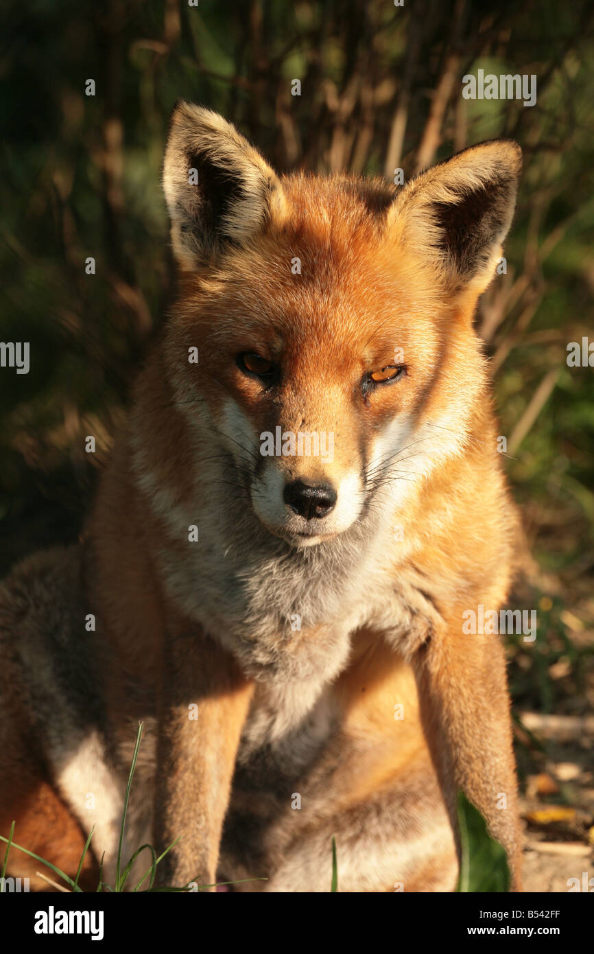 Red fox Vulpes vulpes Stock Photo - Alamy