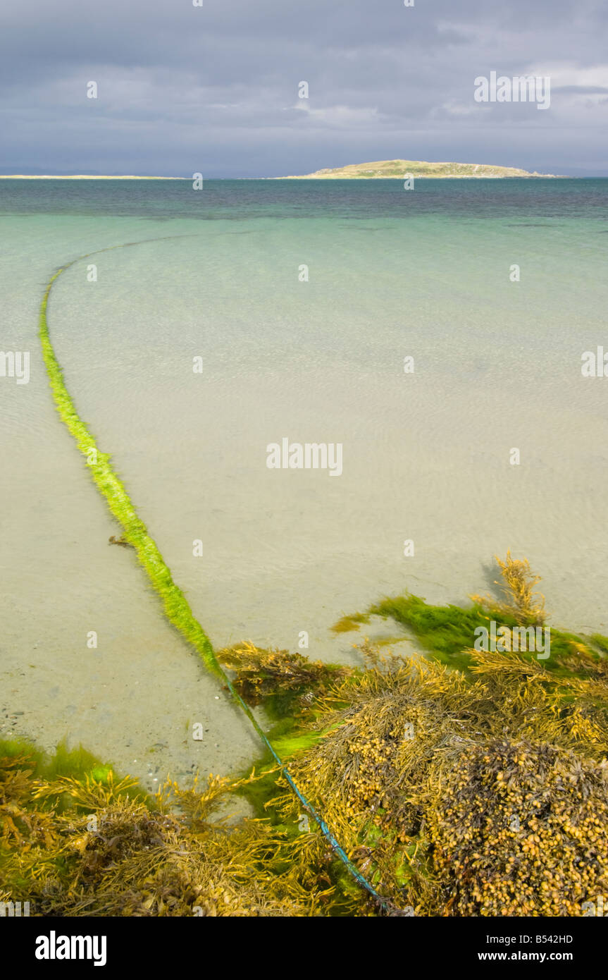 Seaweed growing on the shore of a clear sea at Craighouse, Isle of Jura ...
