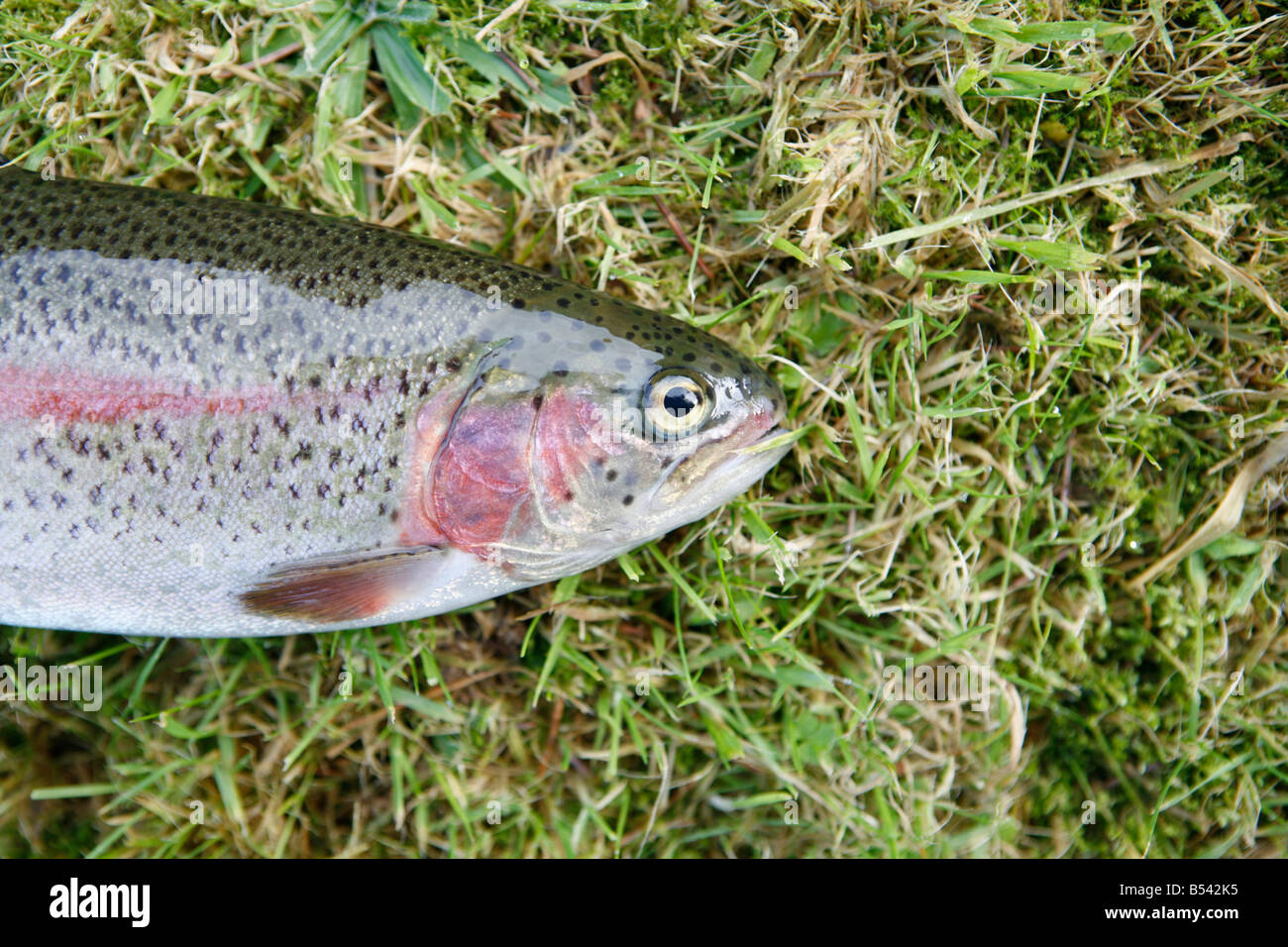 A rainbow trout lying on the grass Stock Photo - Alamy