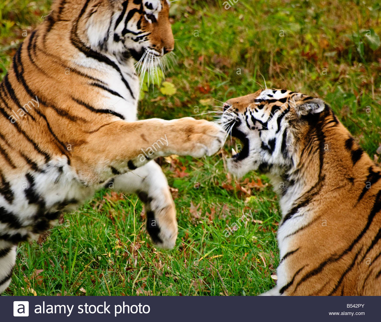 Angry Tiger High Resolution Stock Photography and Images - Alamy