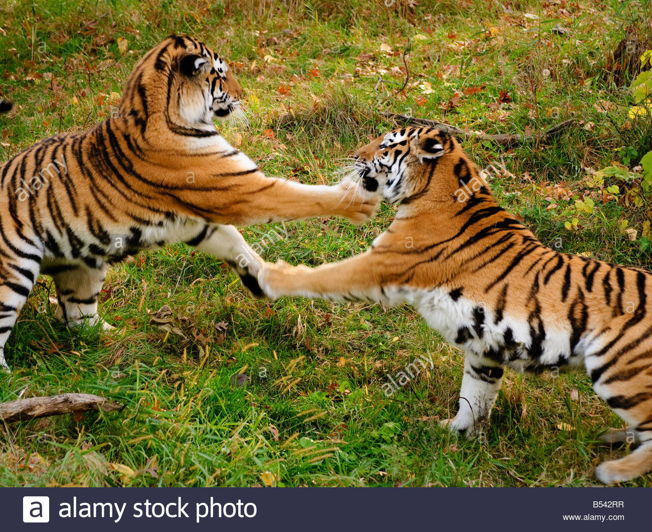 Angry Tiger High Resolution Stock Photography and Images - Alamy