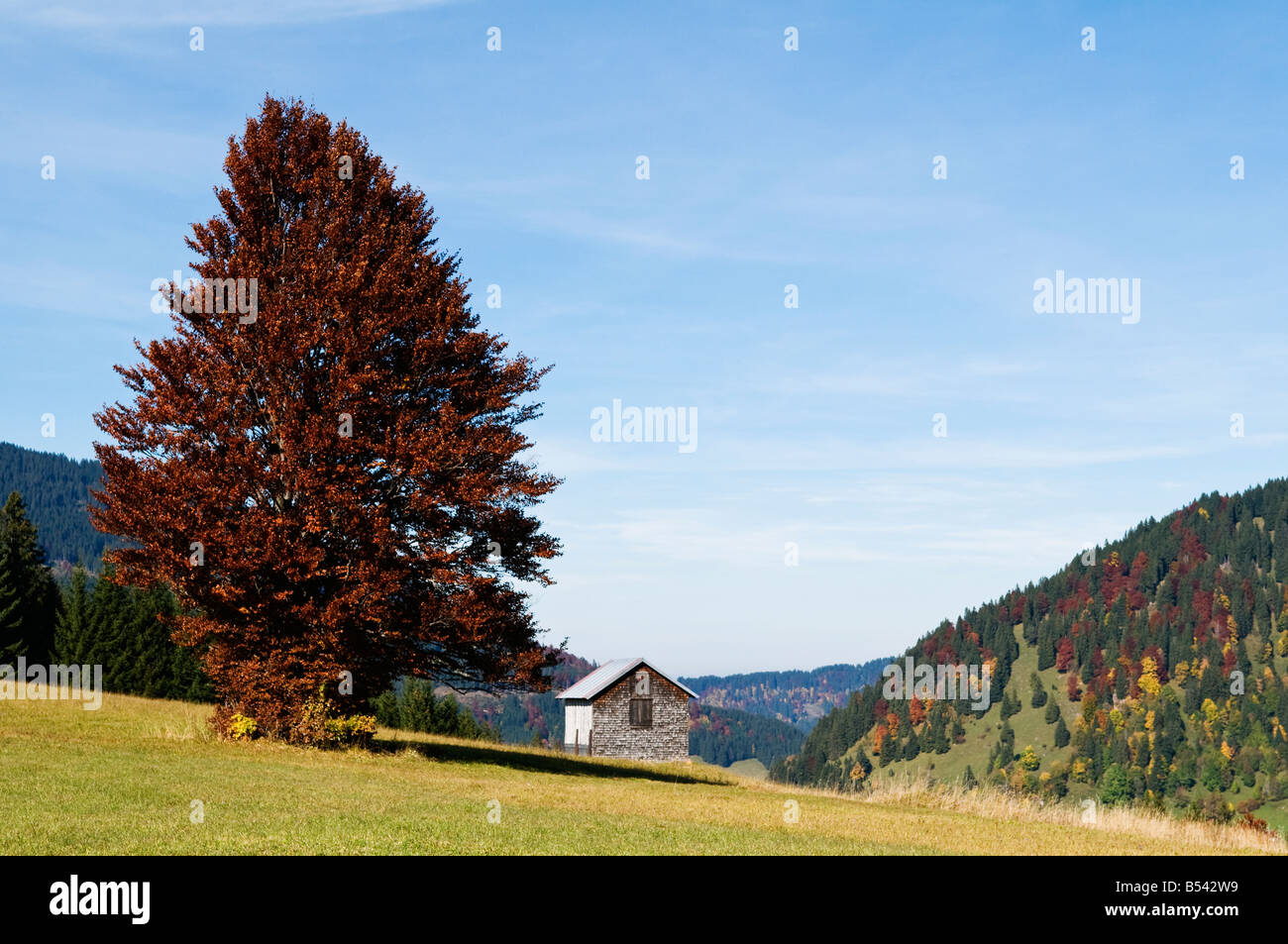 Small wooden barn on grass hillside with colorful autumn trees at ...