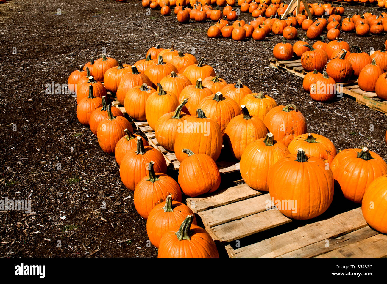 Rows of pumpkins for sale at an outdoor market in autumn Stock Photo ...