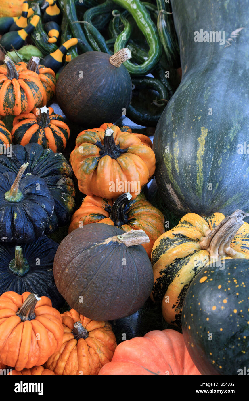 Multicoloured pumpkins hi-res stock photography and images - Alamy