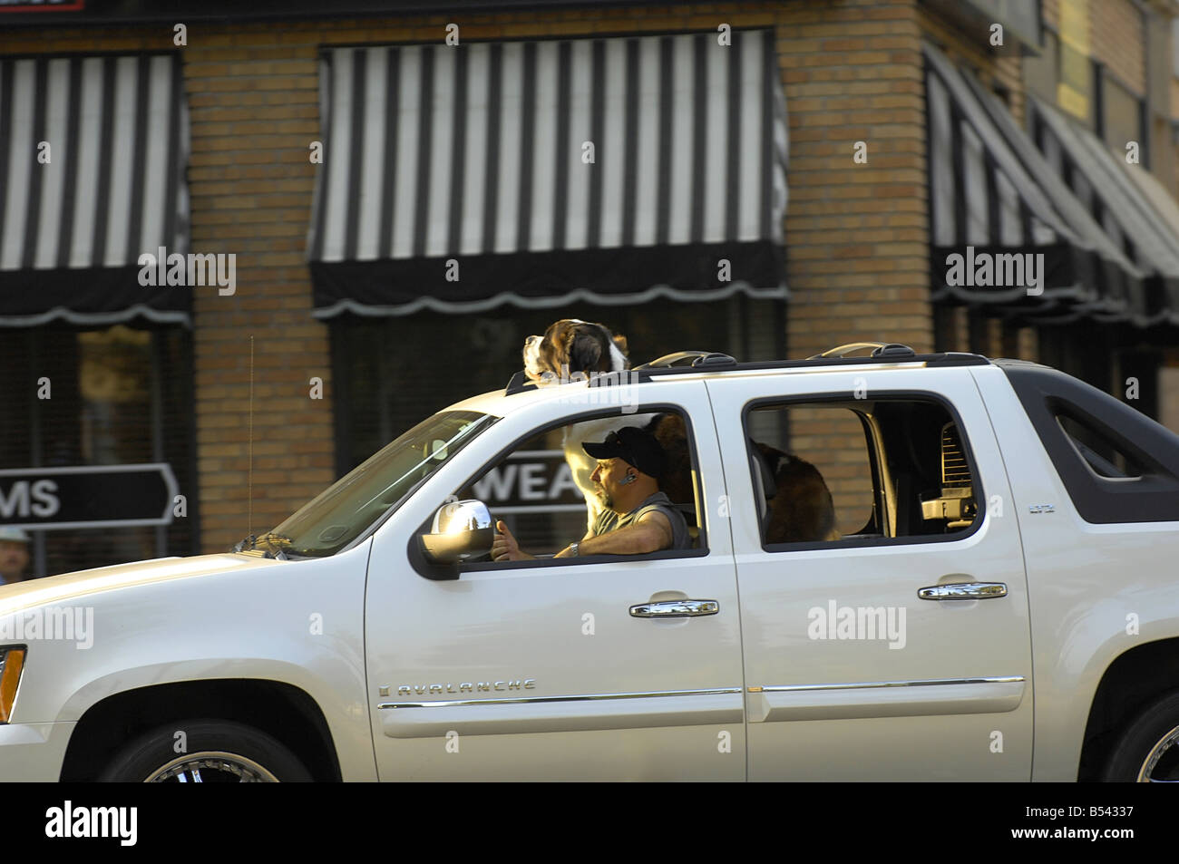 A driver with an extremely large dog travels with the head of the dog ...