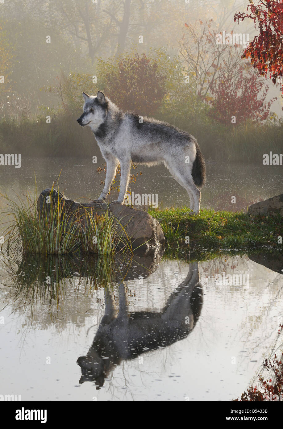 Backlit Gray Wolf standing on rock over still water with reflection at ...