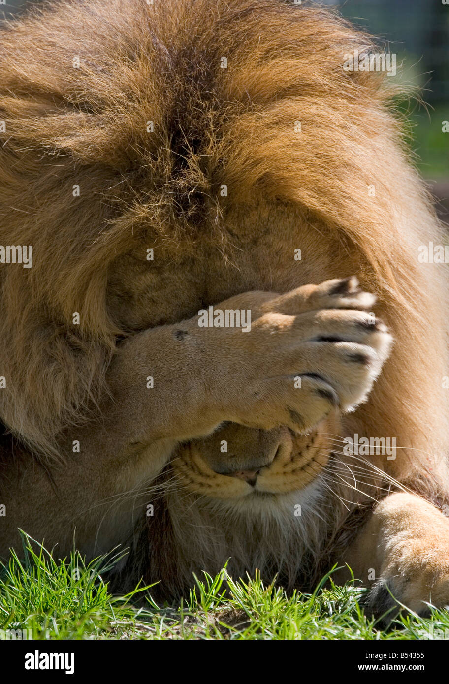 Camera shy Lion Stock Photo - Alamy