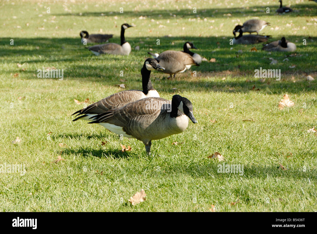 Canadian grass hi-res stock photography and images - Alamy