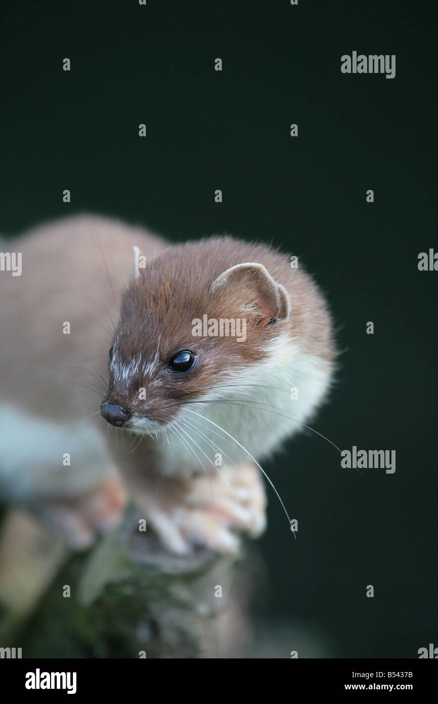 Stoat Mustela erminea Stock Photo - Alamy