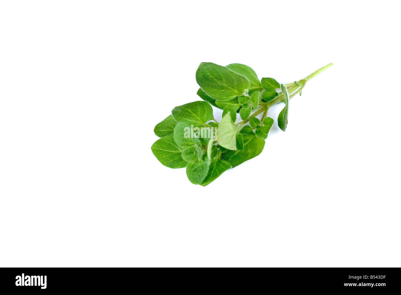 Oregano colour hi-res stock photography and images - Alamy