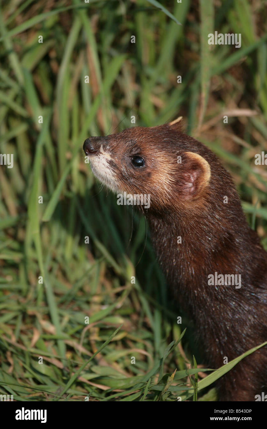 Polecat Mustela putorius Stock Photo - Alamy