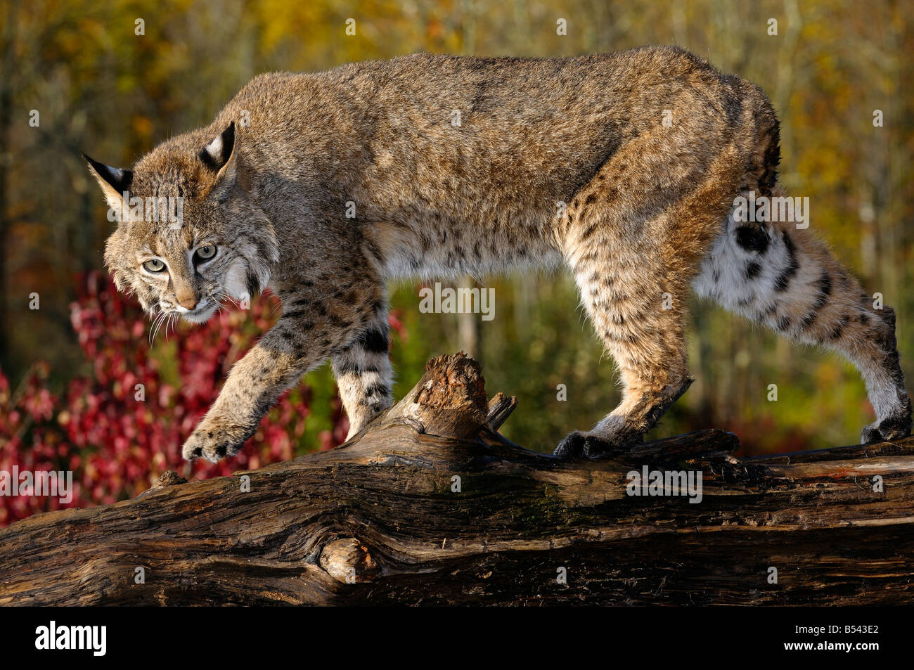 Bobcat walking along a fallen tree trunk with red maple leaves in ...