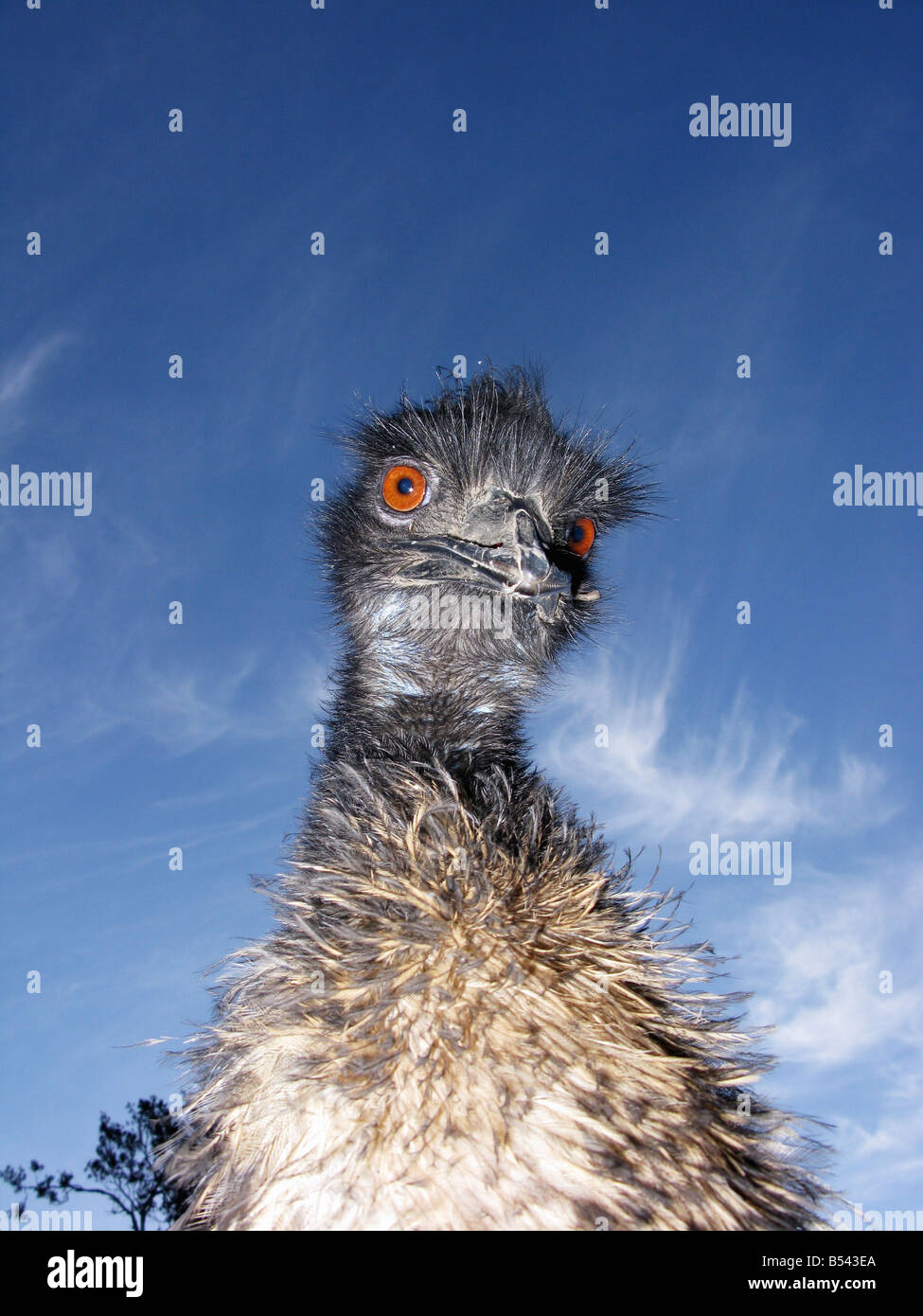 Portrait of Emu Stock Photo - Alamy
