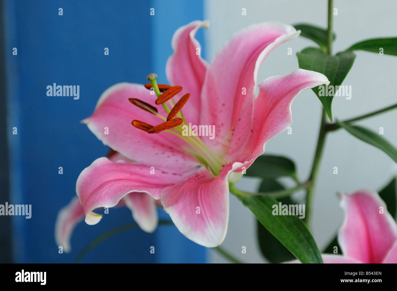 Pink Tiger Lily flower Stock Photo - Alamy
