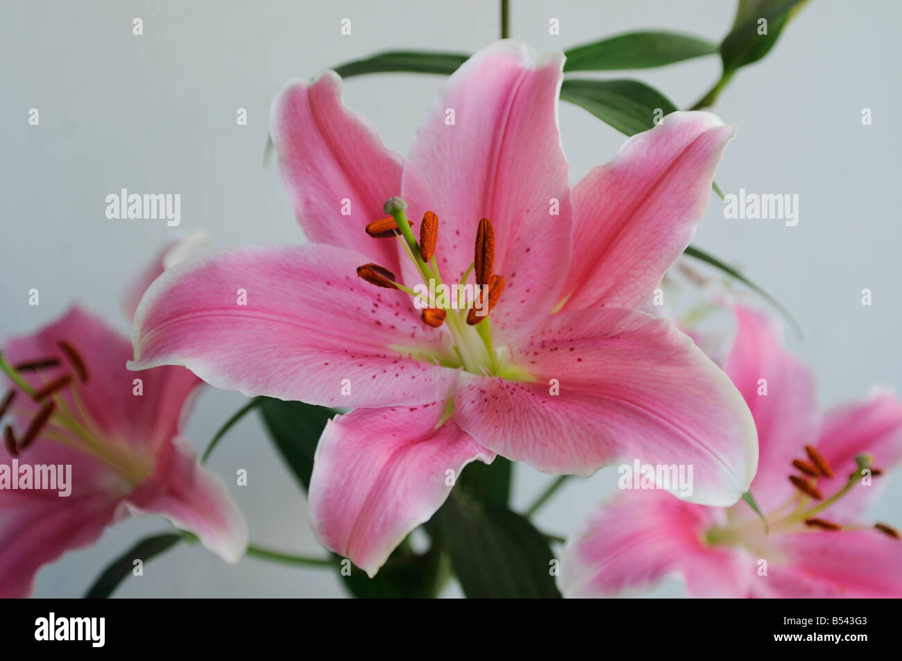 Pink Tiger Lily flower Stock Photo - Alamy