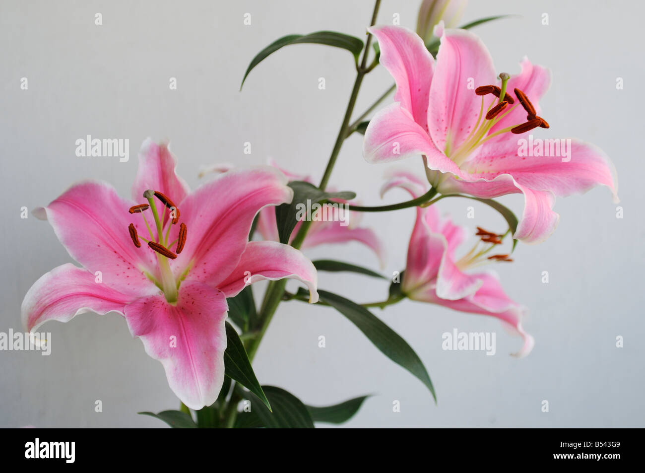 Pink Tiger Lily flower Stock Photo - Alamy
