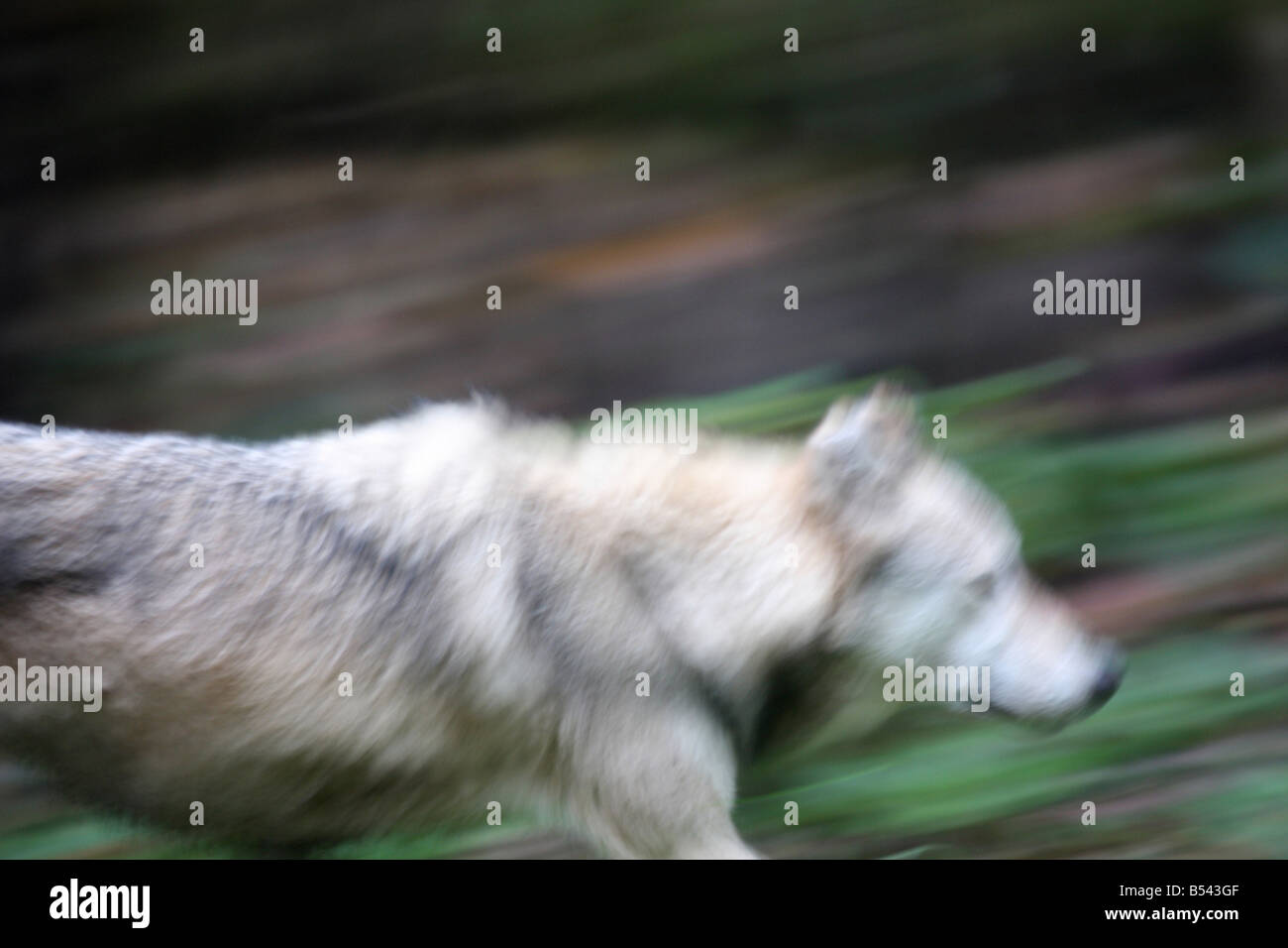 The blur of a Timberwolf running in Northern Michigan Stock Photo - Alamy