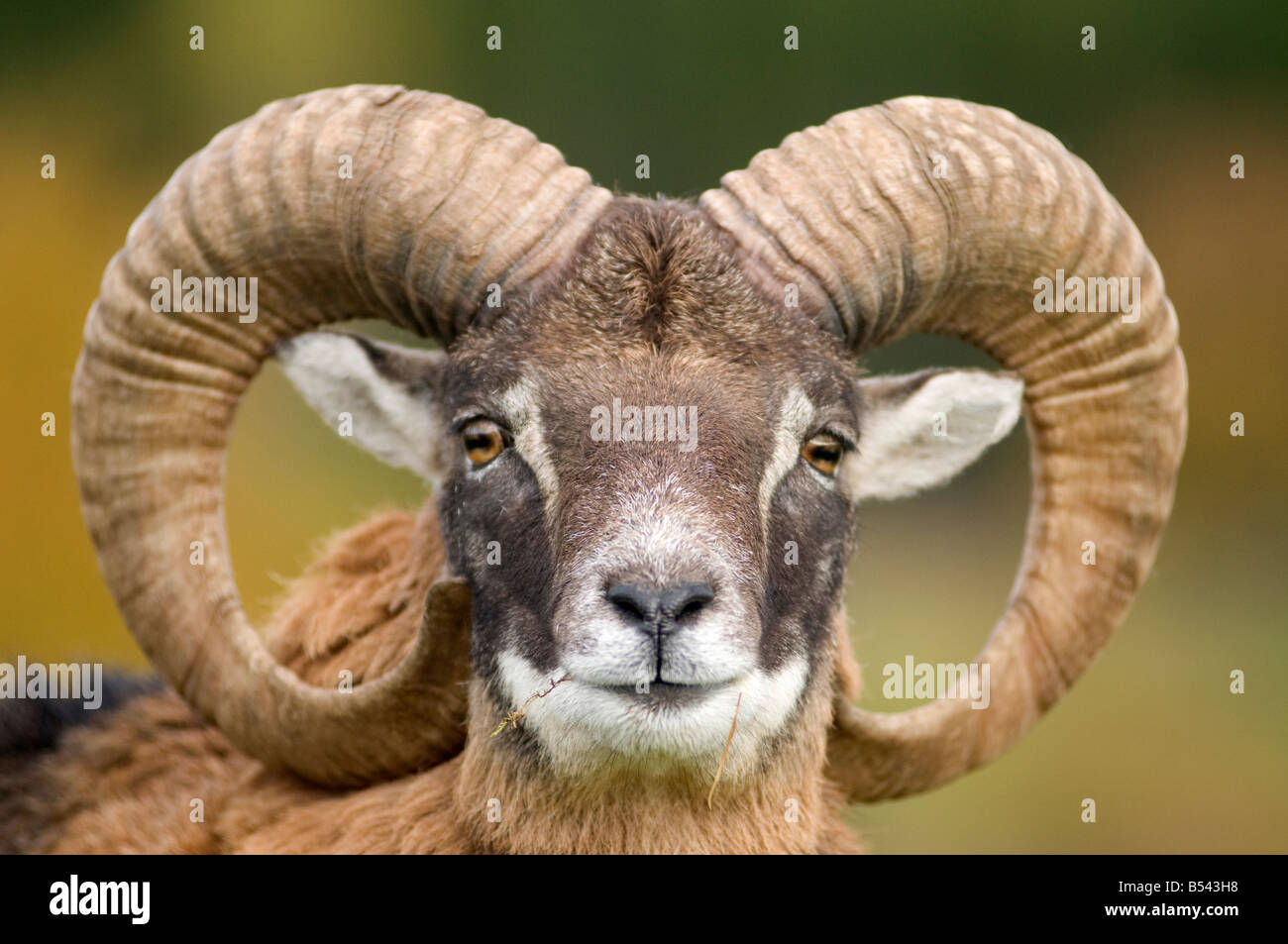 Mouflon Wild Sheep Ram with trophy horns SCO 1044 Stock Photo - Alamy