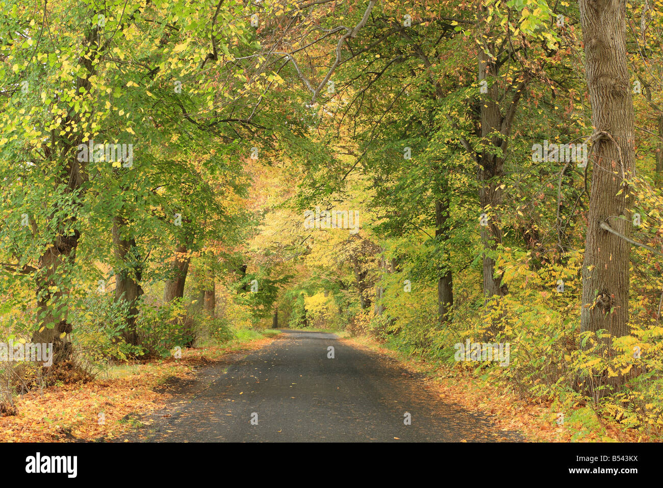 Lime trees lane in autumn Tilia cordata Stock Photo - Alamy