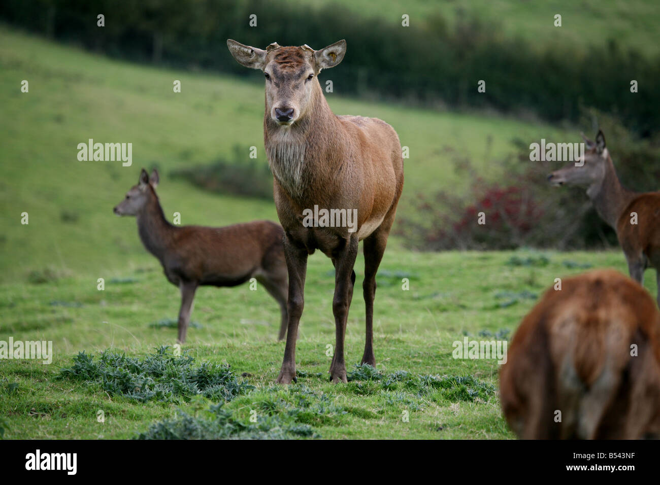 Deer in Lincolnshire deer farm Stock Photo - Alamy