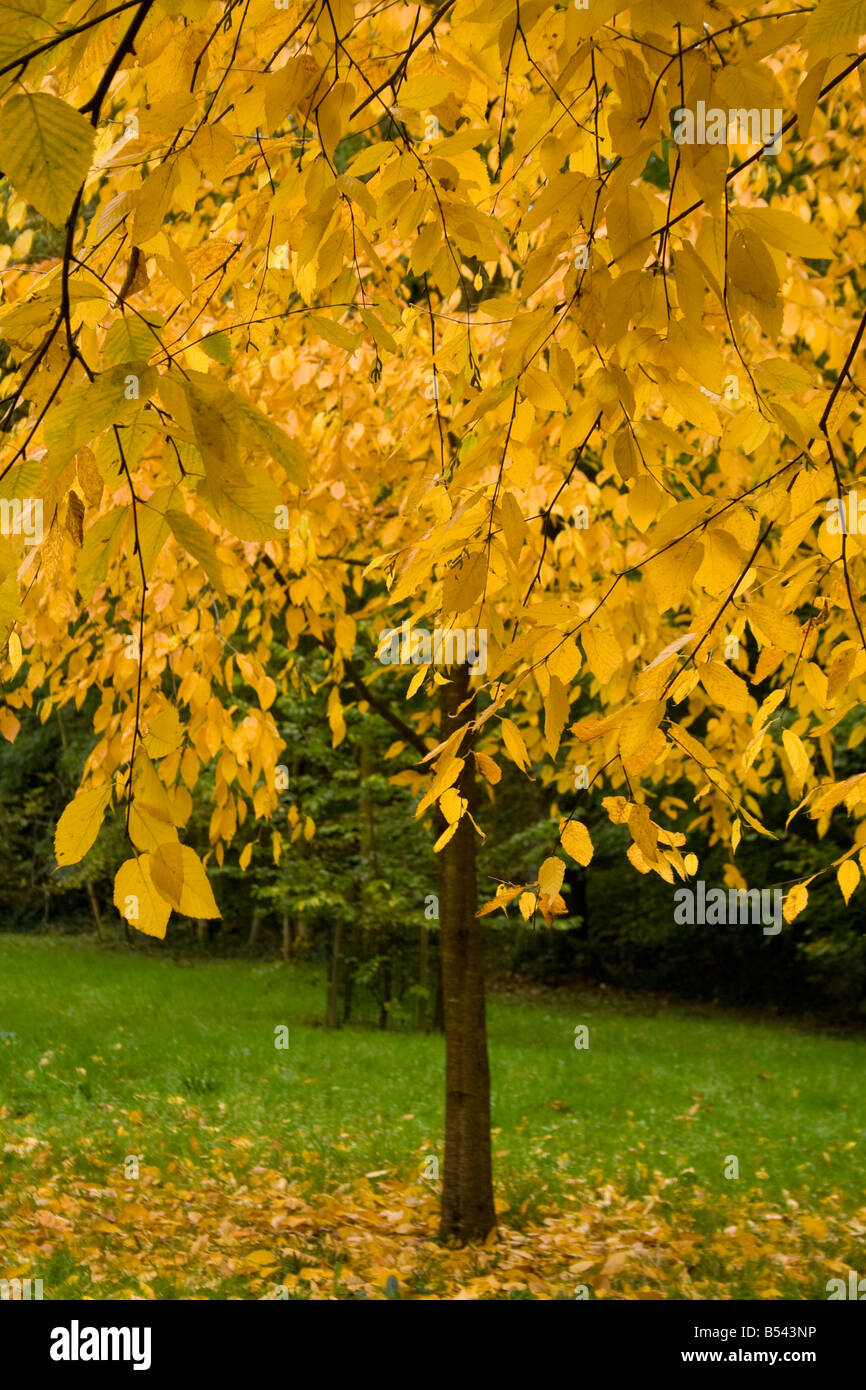 Autumn Colours of Hornbeam Stock Photo - Alamy