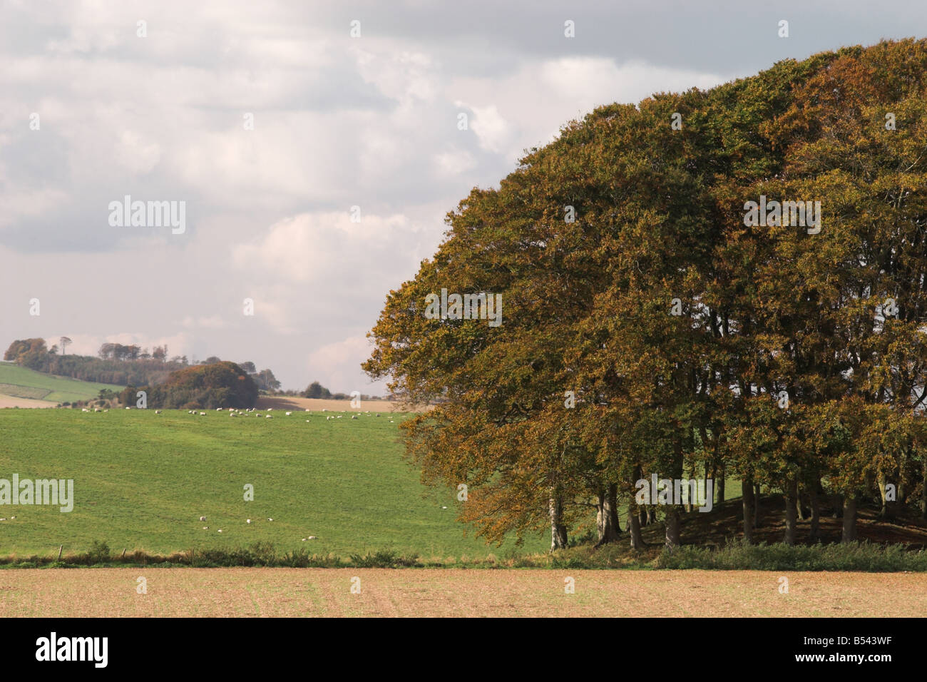 Copse of trees, uk hi-res stock photography and images - Alamy