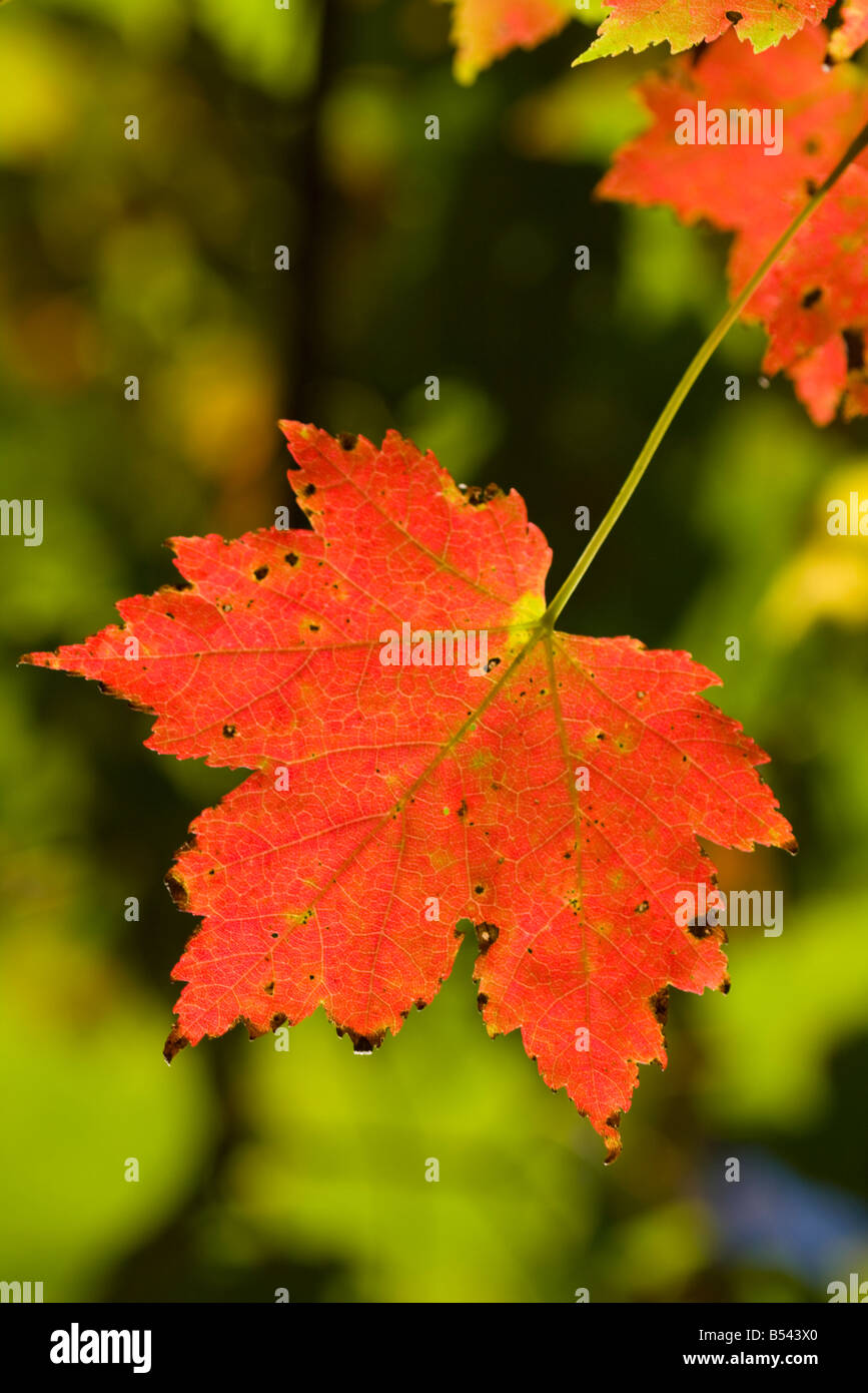 Red maple leaf hi-res stock photography and images - Alamy