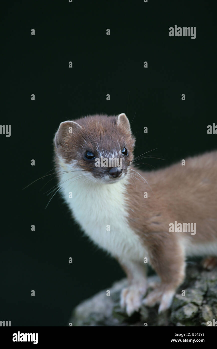 Stoat Mustela erminea Stock Photo - Alamy