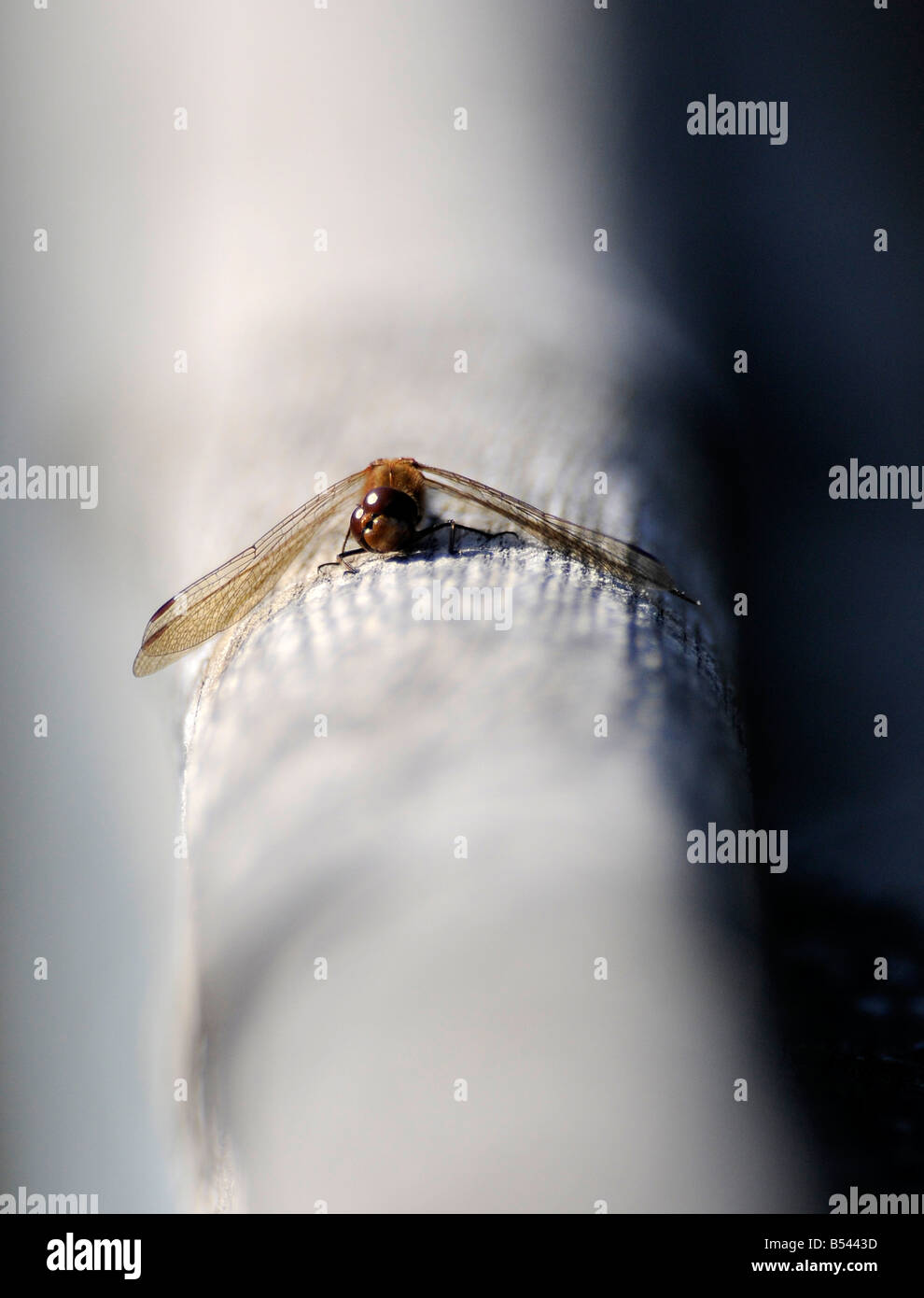 Bathing in the sun hi-res stock photography and images - Alamy