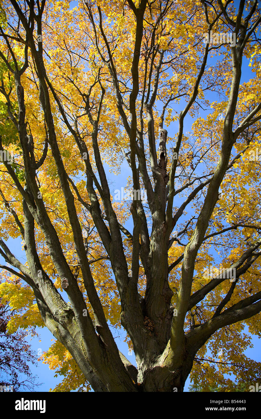 Golden colours of a tree in autumn Stock Photo - Alamy