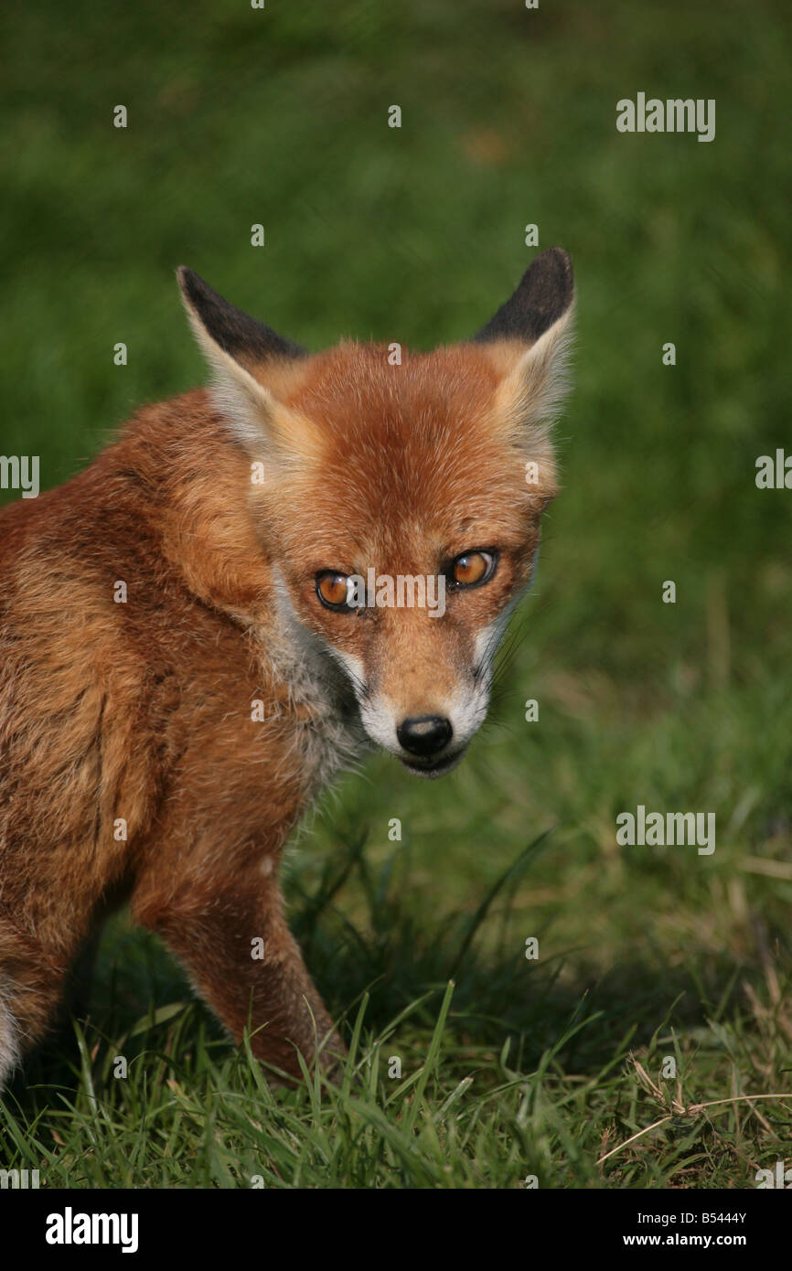 Red fox cub Vulpes vulpes Stock Photo - Alamy