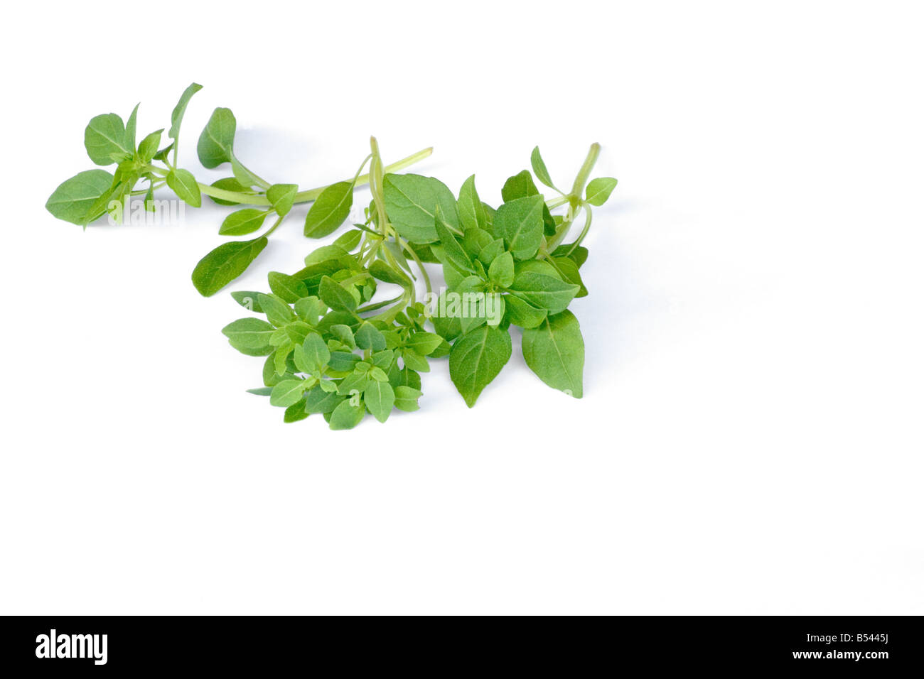 Fresh cut basil leaves hi-res stock photography and images - Alamy