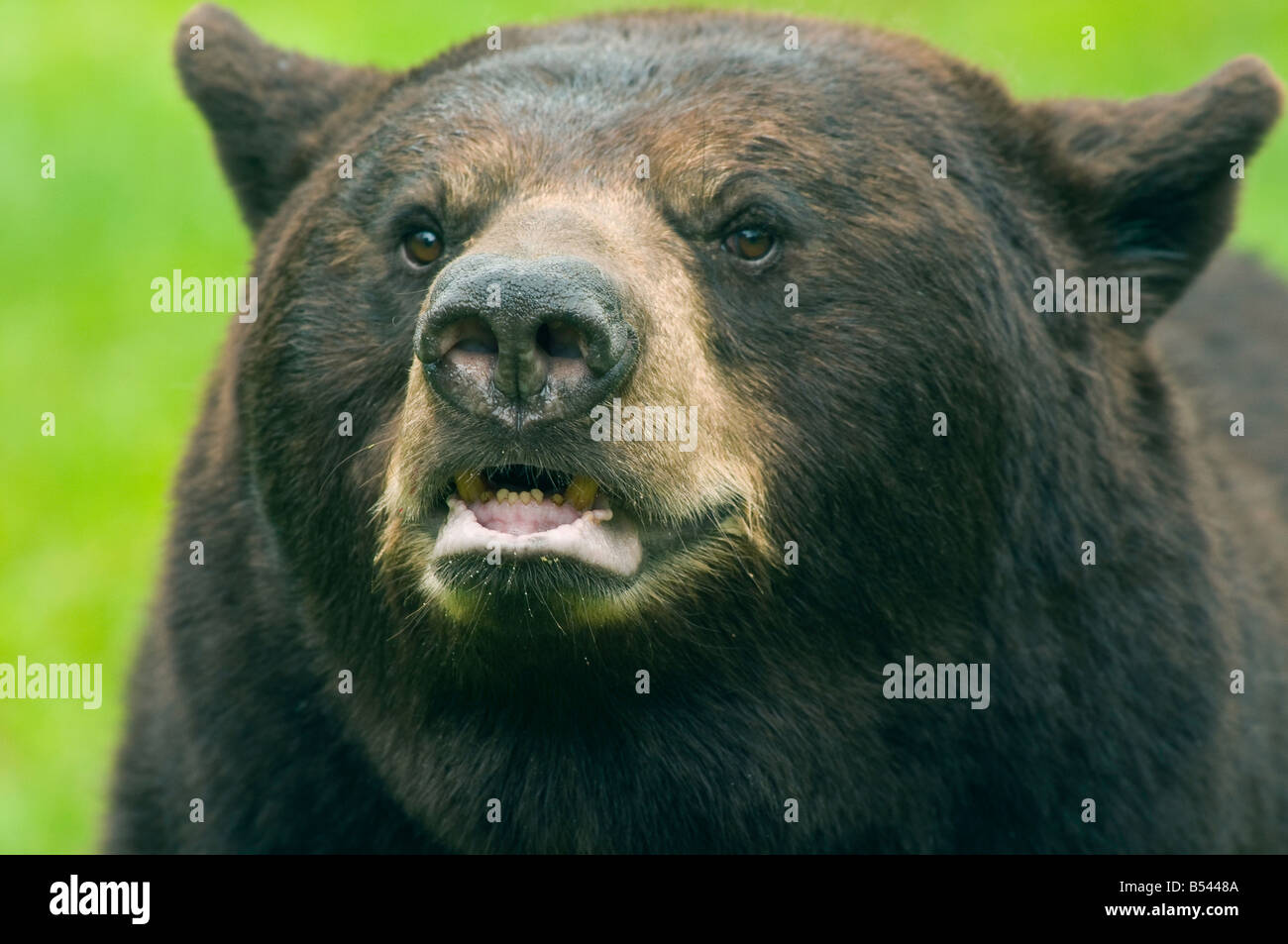 Growling black bear hi-res stock photography and images - Alamy