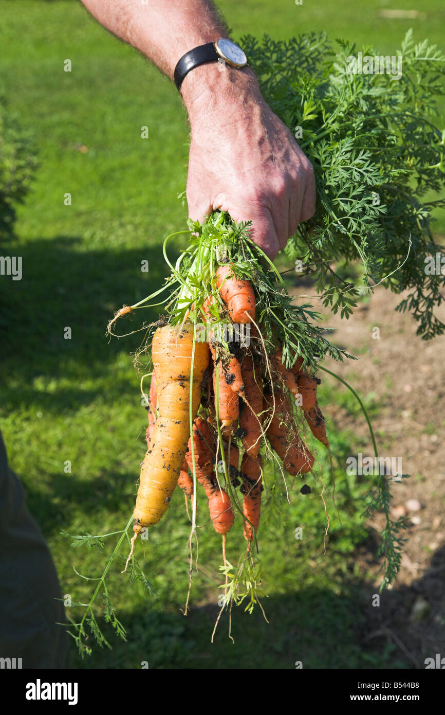Bunch of freshly picked carrots Stock Photo - Alamy