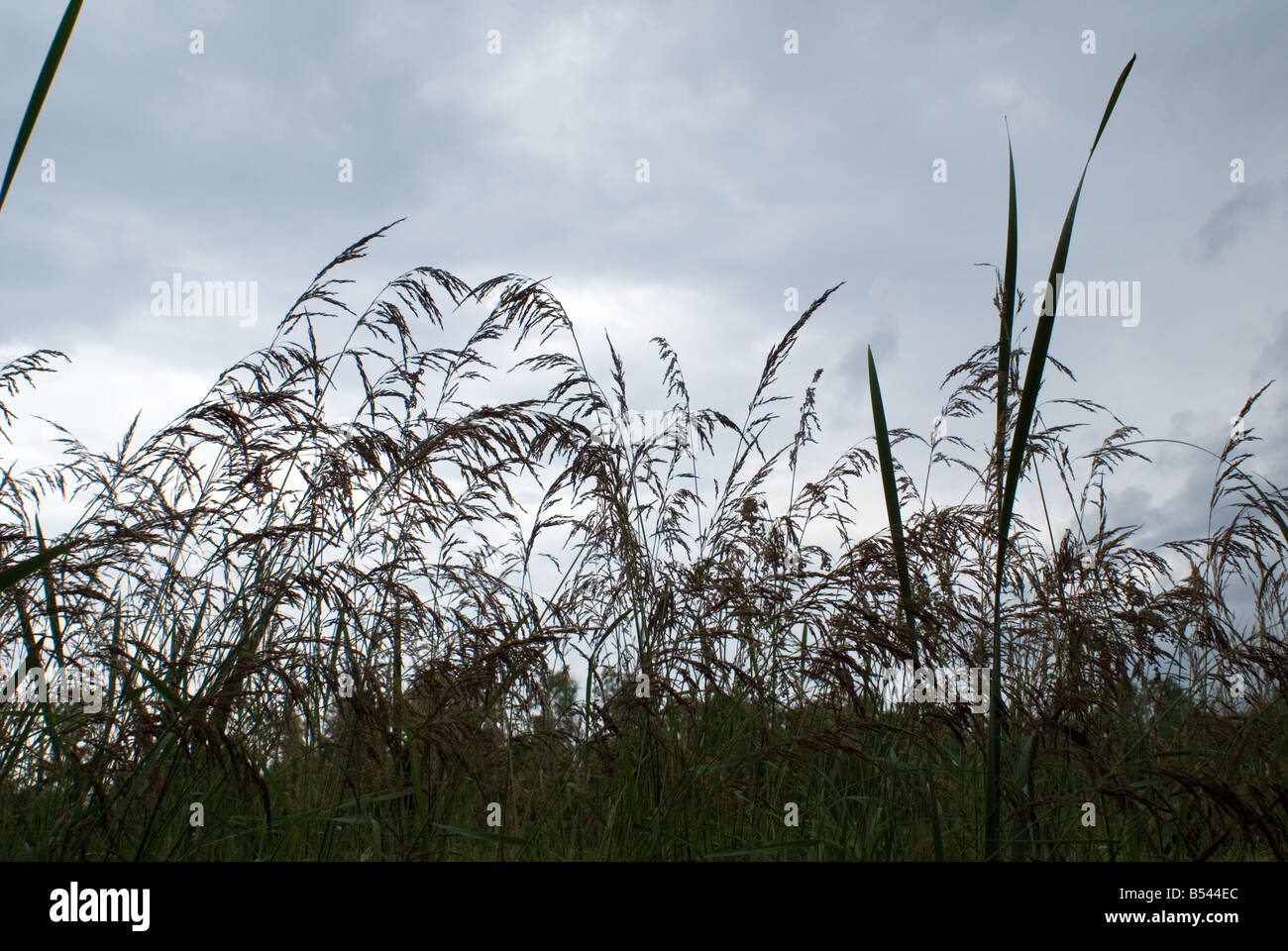 Wild Forest Grass