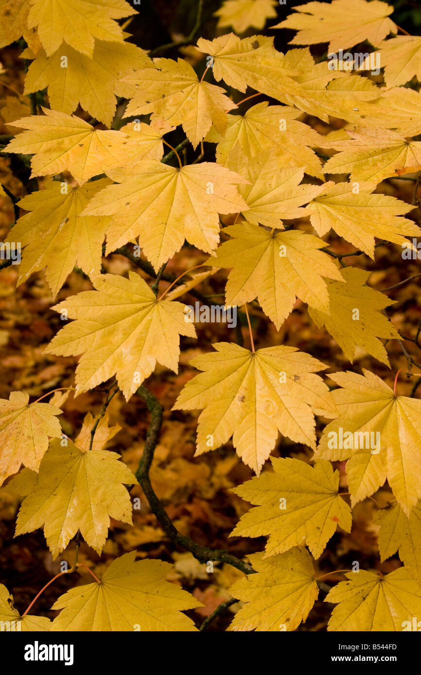 Yellow Maple Leaves Stock Photo - Alamy