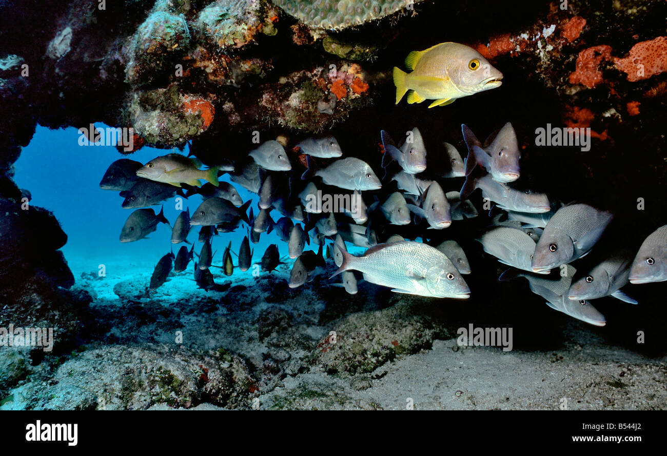 School of snapper hover underneath a coral crevice on a Cozumel Mexico ...