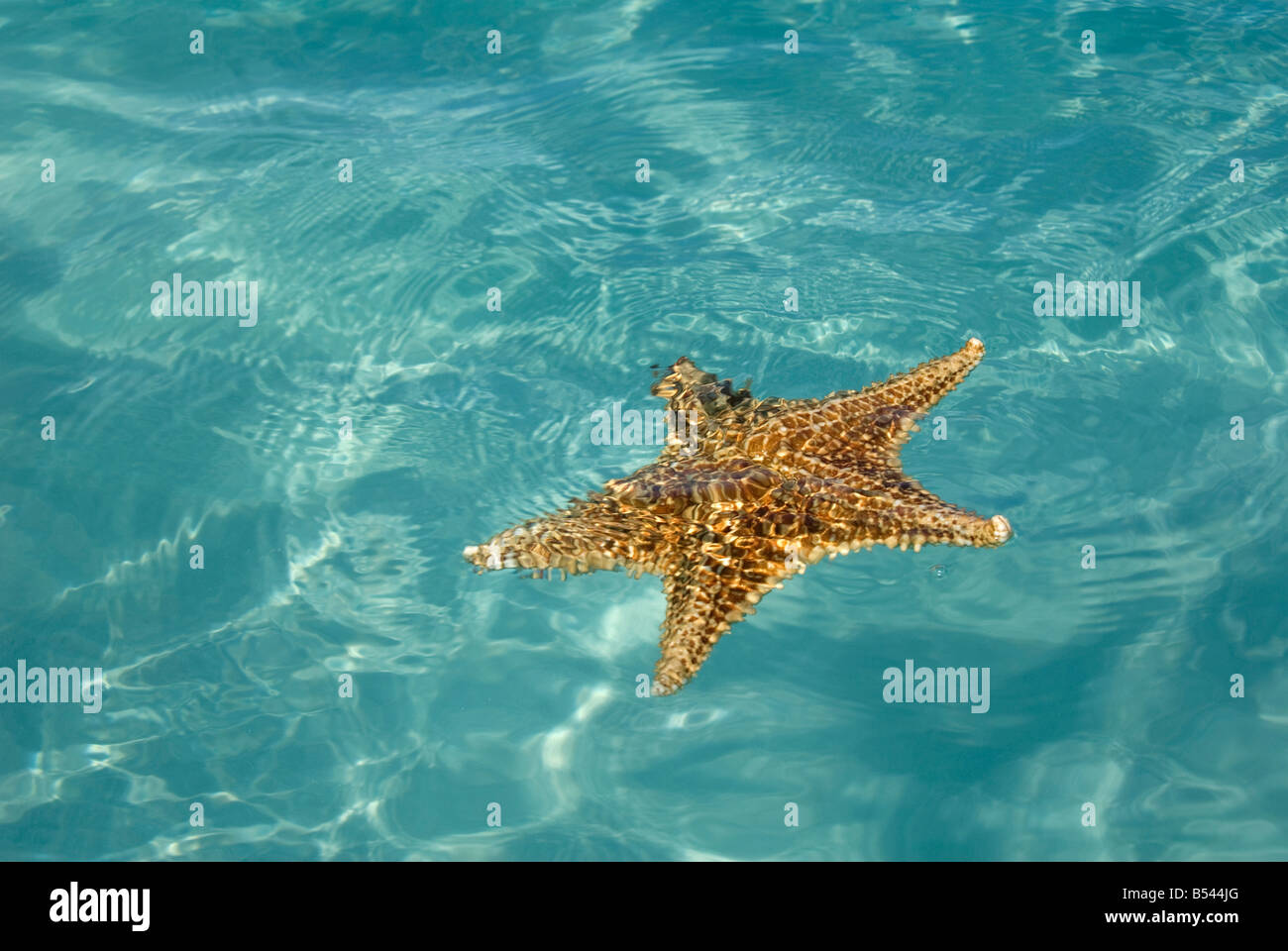 Seastar hi-res stock photography and images - Alamy