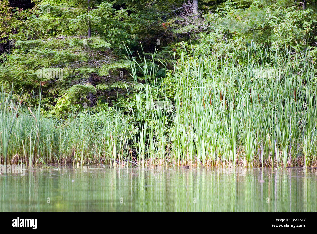 Bullrushes hi-res stock photography and images - Alamy
