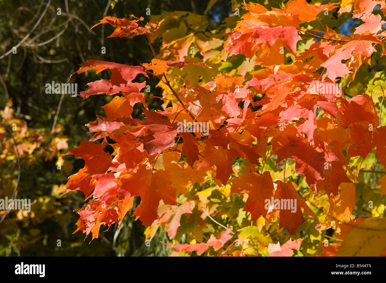 Maple leaves in full color in late autumn Stock Photo - Alamy