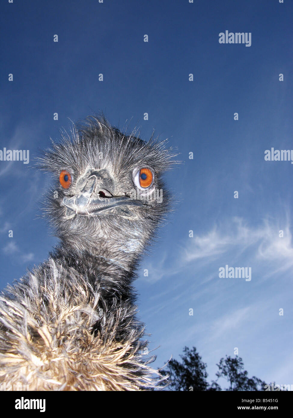 Portrait of Emu Stock Photo - Alamy