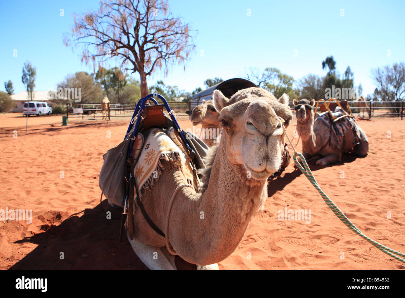Camel northern territory hi-res stock photography and images - Alamy
