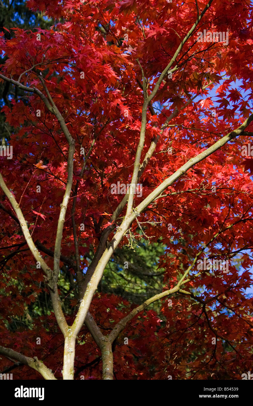 Red maple with silver trunk Stock Photo - Alamy