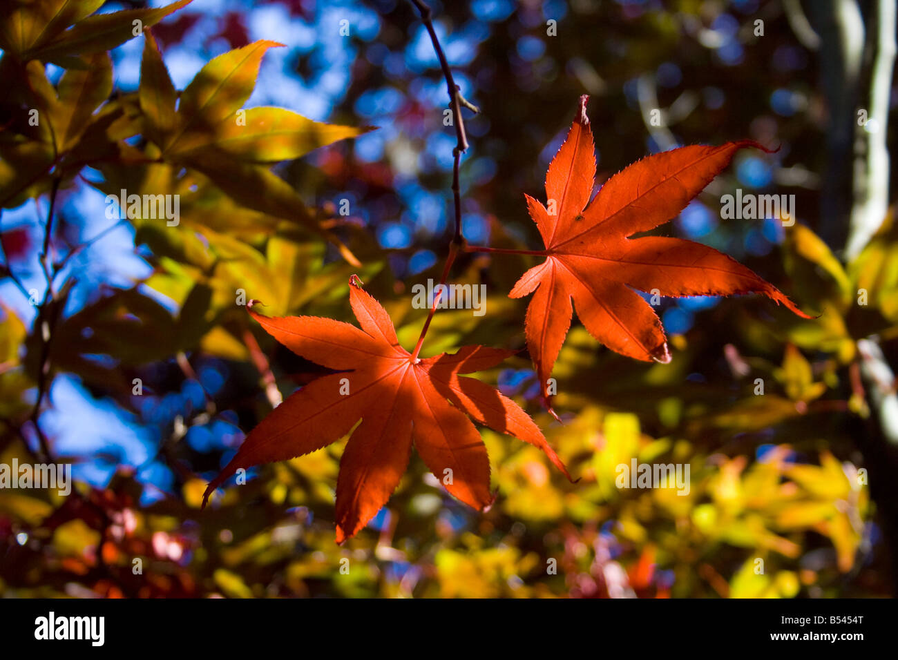 Canopy of red leaves hi-res stock photography and images - Alamy